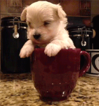 Mugs GIFs - Get the best gif on GIFER
