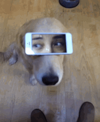 Iphone GIFs - Get the best gif on GIFER