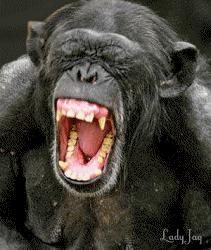 Chimps GIFs - Get the best gif on GIFER