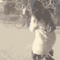 Chimpanzee Riding On A Segway Gif