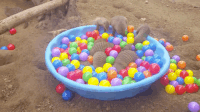 Mongoose GIFs - Get the best gif on GIFER