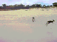 Sauteed GIFs - Get the best gif on GIFER