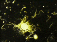 Enzyme GIFs - Get the best gif on GIFER