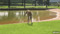 Calf GIFs - Get the best gif on GIFER