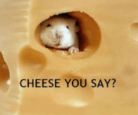 Cheeses GIFs - Get the best gif on GIFER