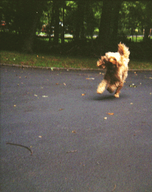 Labradoodle GIF - Conseguir el mejor gif en GIFER