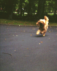 Labradoodle GIF - Conseguir o melhor gif em GIFER
