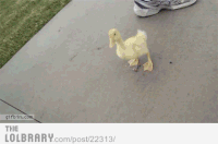 Retour GIFs - Obtenez le meilleur gif sur GIFER