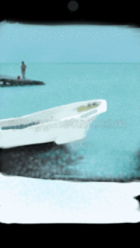 Pelican GIFs - Get the best gif on GIFER