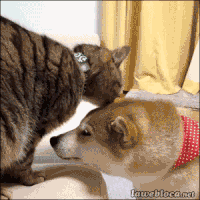Shiba GIFs - Get the best gif on GIFER