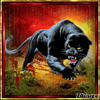 Pantera GIFs - Get the best gif on GIFER