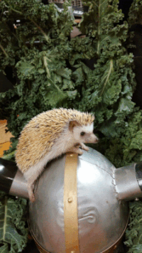 Hogs GIFs - Get the best gif on GIFER