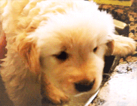 Dripping GIFs - Get the best gif on GIFER
