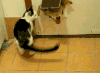Allowing GIFs - Get the best gif on GIFER