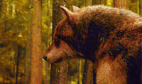 Werewolf GIFs - Get the best gif on GIFER
