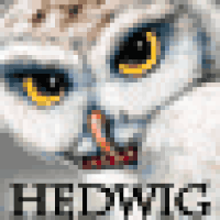 Hedwig GIFs - Get the best gif on GIFER