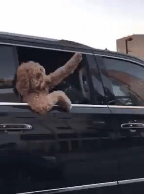 Dog waving GIF - Conseguir o melhor gif em GIFER