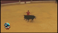 Toro GIFs - Get the best gif on GIFER