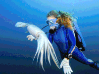 Squid GIFs - Get the best gif on GIFER