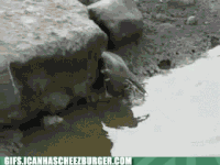 Tier GIFs - Get the best gif on GIFER