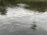 Timing GIFs - Get the best gif on GIFER