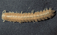 Millipedes GIFs - Get the best gif on GIFER