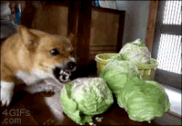 Cabbage GIFs - Get the best gif on GIFER