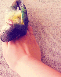 Perroquet GIFs - Obtenez le meilleur gif sur GIFER