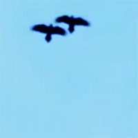 Passaro GIF - Conseguir o melhor gif em GIFER