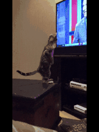 Scores GIFs - Get the best gif on GIFER