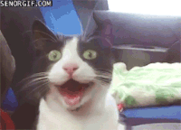 Hyped GIFs - Get the best gif on GIFER