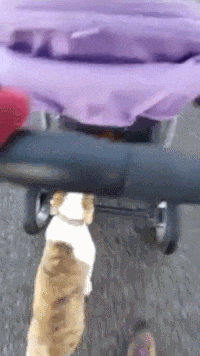 Stroller GIFs - Get the best gif on GIFER