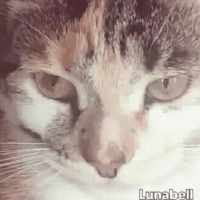 Filter GIFs - Get the best gif on GIFER