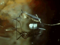 Mosquitos GIFs - Get the best gif on GIFER