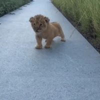 Simba GIF - Conseguir el mejor gif en GIFER