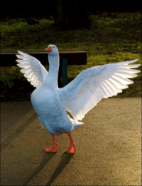 Гусь гифки, анимированные GIF изображения гусь - скачать гиф картинки ...