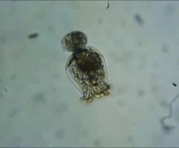 Microorganism GIFs - Get the best gif on GIFER