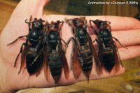 Wasp GIFs - Get the best gif on GIFER
