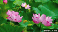 Lotus GIFs - Get the best gif on GIFER