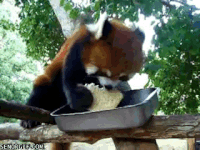 Sandwiches GIFs - Get the best gif on GIFER