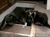 Evil cat GIFs - Get the best gif on GIFER