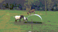 Ziege GIFs - Get the best gif on GIFER