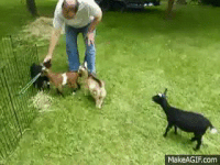 Chevre GIFs - Get the best gif on GIFER