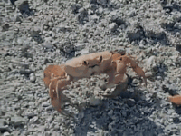 Clawing GIFs - Get the best gif on GIFER