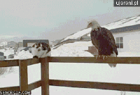 Pamela adlon GIF - Conseguir o melhor gif em GIFER