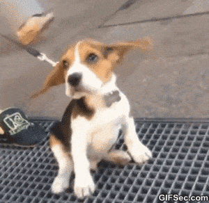 Ridgeback GIFs - Get the best gif on GIFER