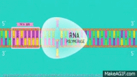 Molecular biology GIFs - Get the best gif on GIFER