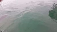 Tuna GIFs - Get the best gif on GIFER