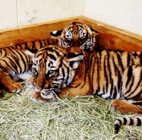 Yawning GIFs - Get the best gif on GIFER