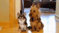 Afv GIFs - Get the best gif on GIFER